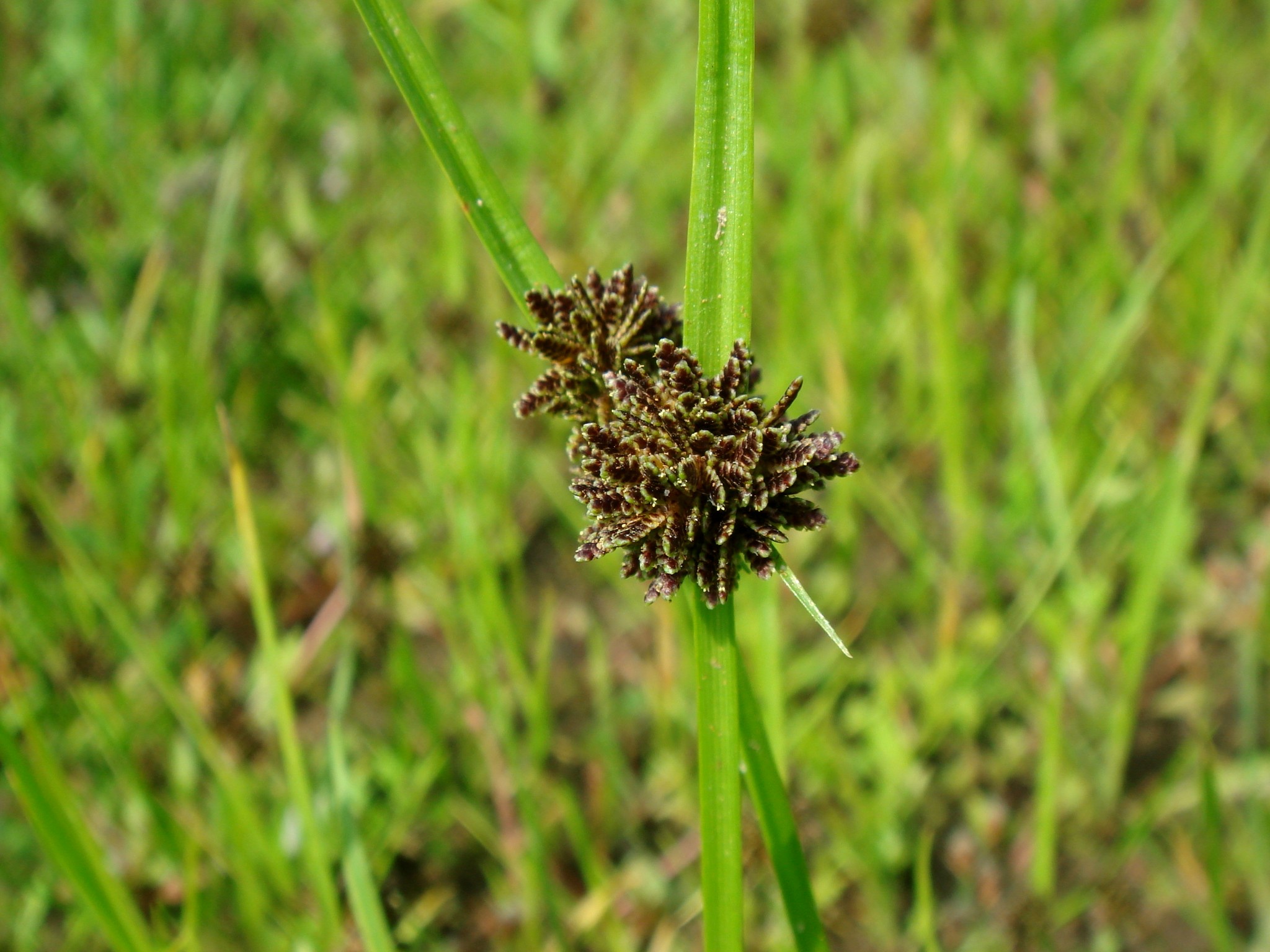 Cyperus difformis L.